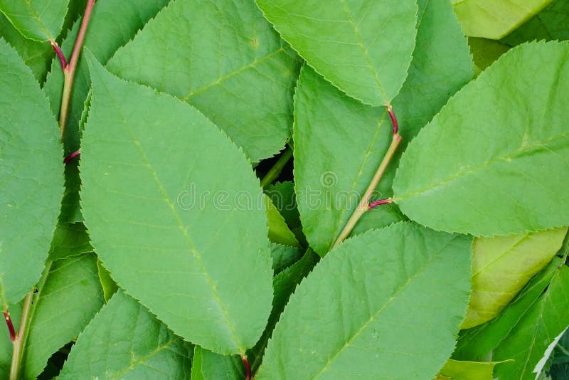 Bunch of Green Leaves Background Texture Stock Photo - Image of color ...