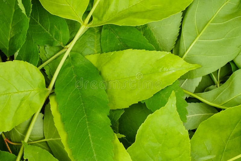 Green Leaves Isolated on White Background Stock Image - Image of leaf ...