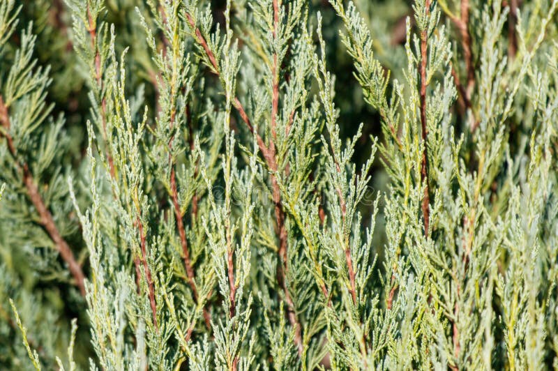 A Bunch of Green Leaves on a Tree Stock Image - Image of plant, trees ...