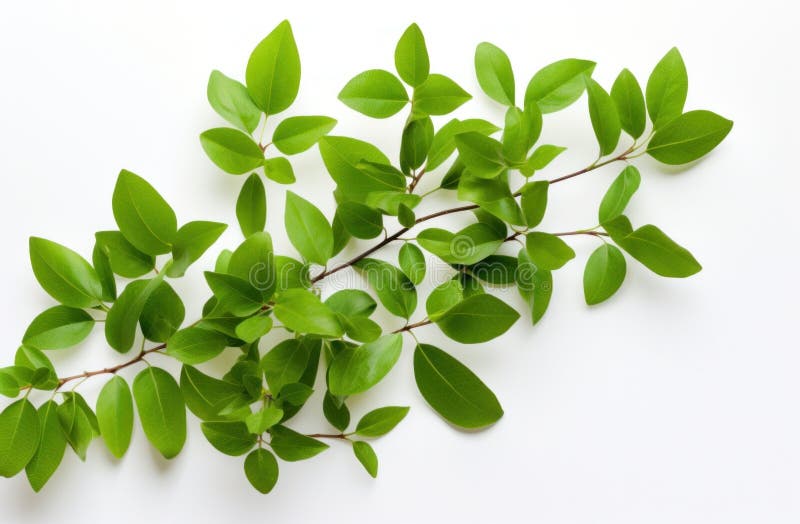 A Bunch of Green Leaves from a Tree on a White Background Stock ...