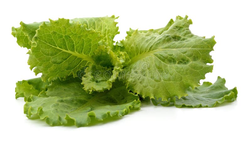 Bunch of Green Lettuce Leaves Stock Image - Image of nutrition ...
