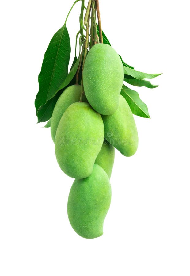 Bunch of Green Mango on White Background Stock Photo - Image of fruit ...