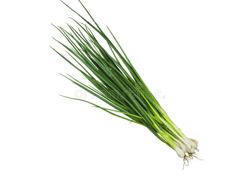 Spring Onion On White Background 1 Stock Photo - Image of bunch, leaf ...