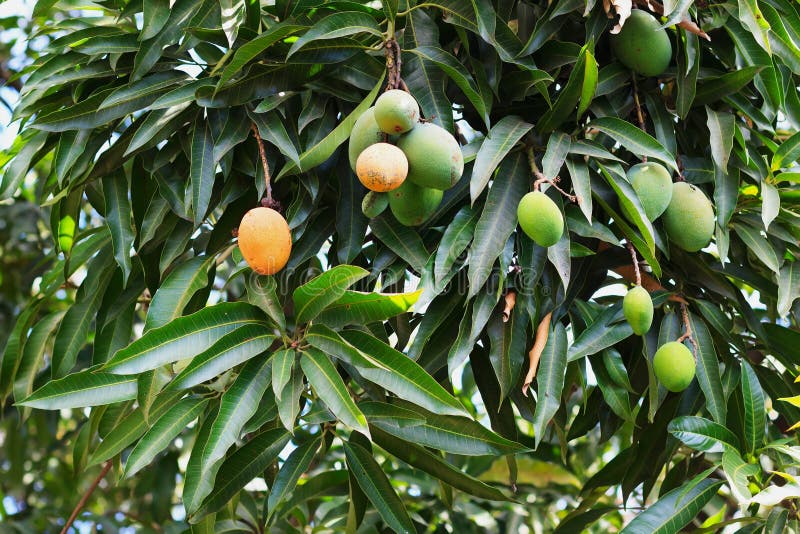 Bunch of Green and Orange Ripe Mango on Tree in Garden Stock Image ...