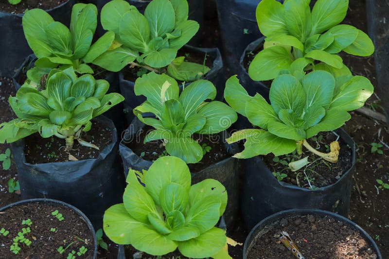 A Bunch of Green Pak Choy Vegetables Planted in a Black Polybag Stock ...