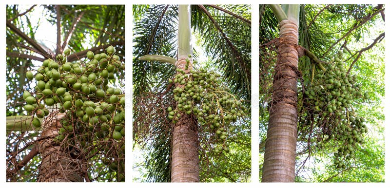 Bunch of Green Palm Fruit and Leaf on Palm Tree in the Park Stock Image ...