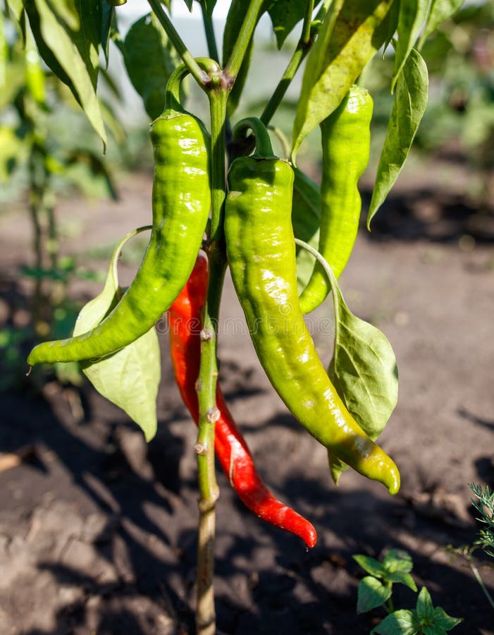 A Bunch of Green Peppers are Growing on a Plant Stock Image - Image of ...