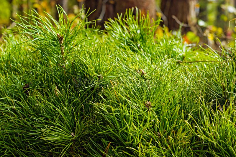 A Bunch of Green Pine Seedlings Prepared for Planting Stock Image ...