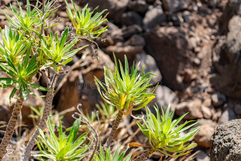 Small Tree Thriving Rocky Hillside Stock Photos - Free & Royalty-Free ...