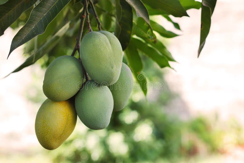 Bunch of Green and Ripe Mango on Tree in Garden Stock Image - Image of ...