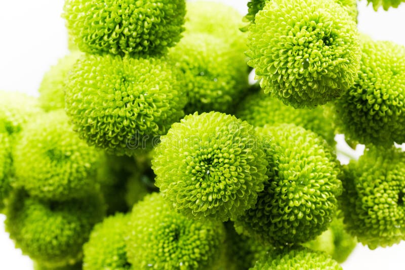 Bunch of Green Round Chrysanthemums Stock Image - Image of bouquet ...