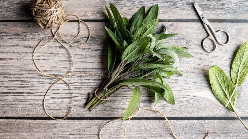 Bunch of Green Sage Leaves on Gray Wooden Table, Herbs Scissors String ...
