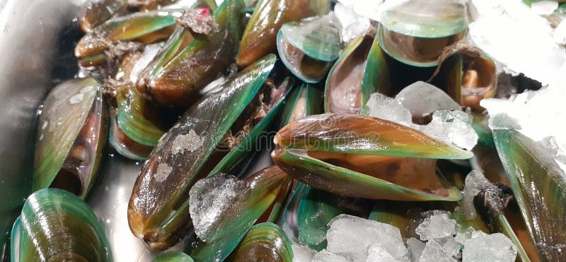 A bunch of green shells stock image. Image of nutrition - 219022479