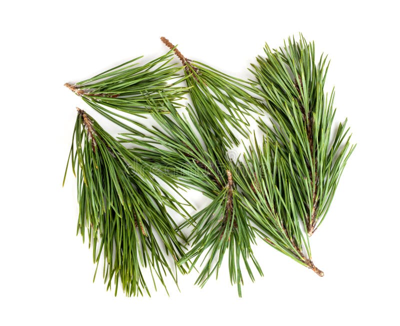 Bunch of Green Spruce Branches Top View Isolated on a White Background ...