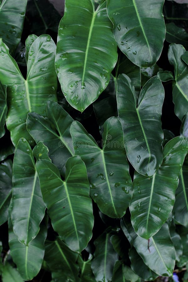 A Bunch of Green Taro Leaves Stock Image - Image of green, decoration ...