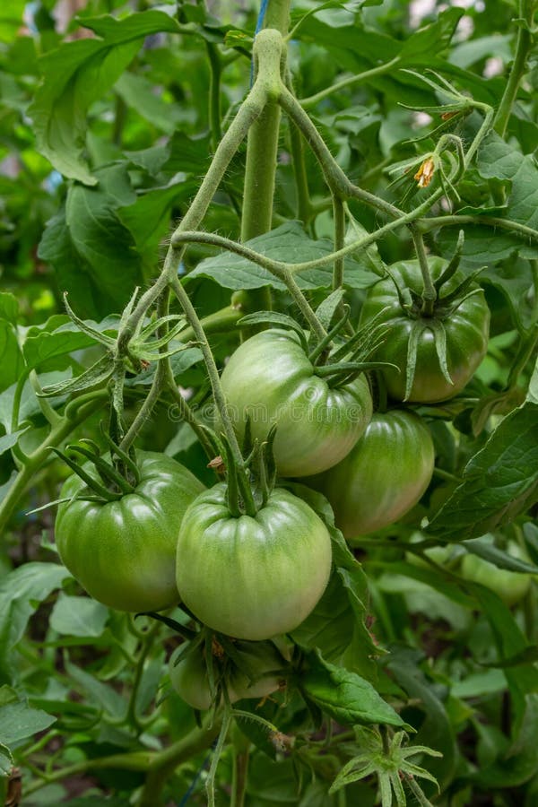 A Bunch of Green Tomatoes on a Bush. Tomatoes Ripen in the Garden. Bush ...