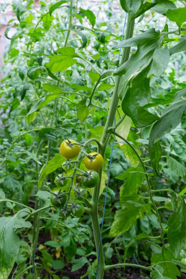 A Bunch of Green Tomatoes on a Bush. Tomatoes Ripen in the Garden. Bush ...