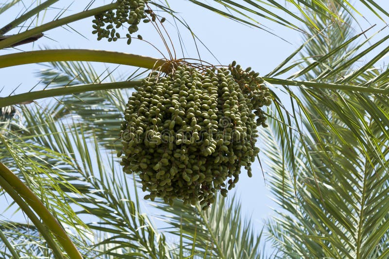 Green Dates on Palm Tree in Front of Blue Sky Stock Image - Image of ...