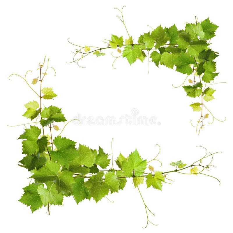Bunch of Green Vine Leaves and Grapes Vine Stock Image - Image of ...