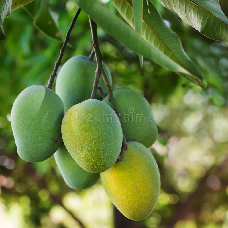Bunch of Green and Yellow Ripe Mango on Tree in Garden Stock Image ...