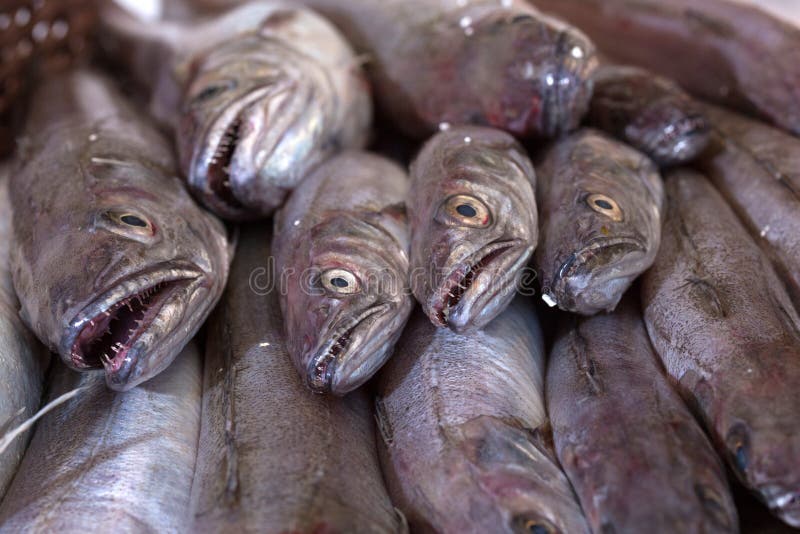 Hake fish. stock image. Image of european, uncooked, studio - 25609661