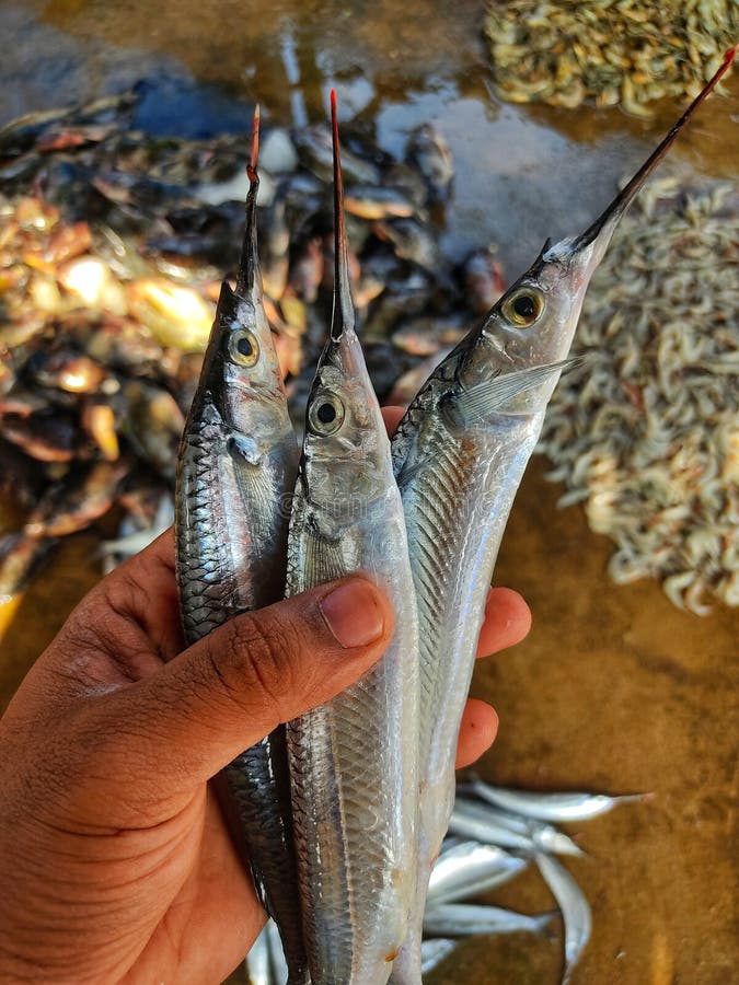 Bunch of Halfbeak Needle Fish in Hand Strogylura Spipe Fish Stock Photo ...