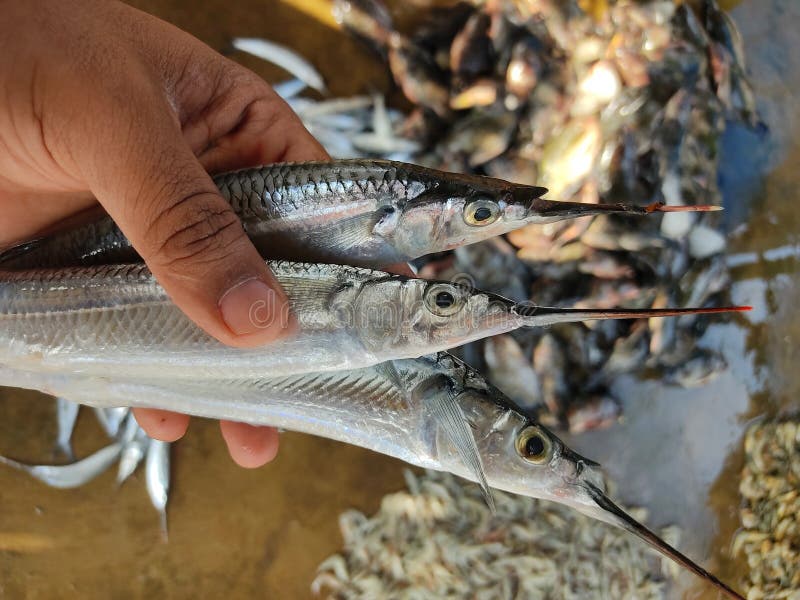 Bunch of Halfbeak Needle Fish in Hand Strogylura Spipe Fish Stock Photo ...