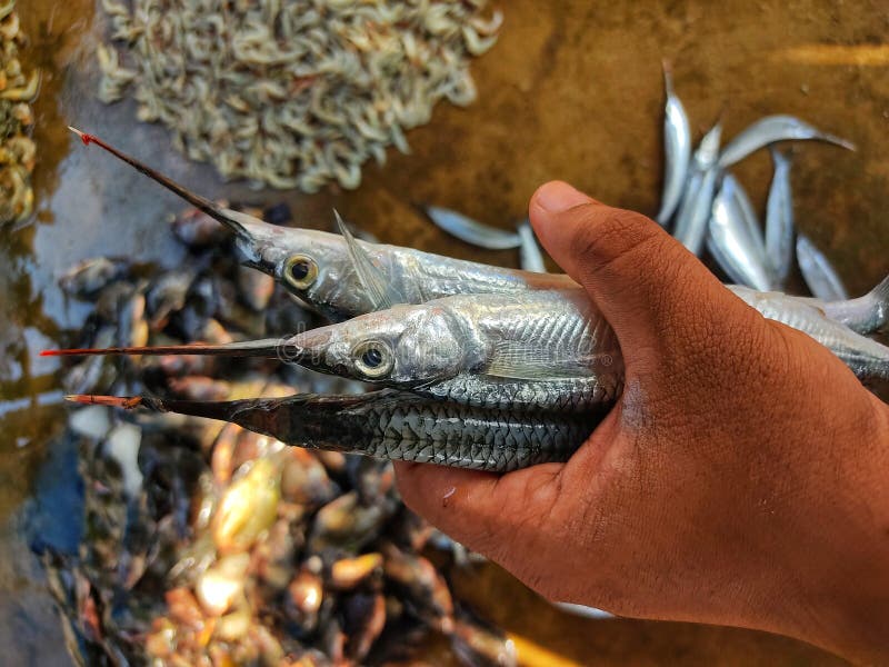 Bunch of Halfbeak Needle Fish in Hand Strogylura Spipe Fish Stock Image ...