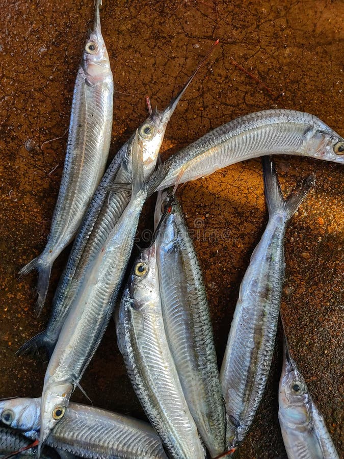 Bunch of Halfbeak Needle Fish in Hand Strogylura Spipe Fish Stock Photo ...