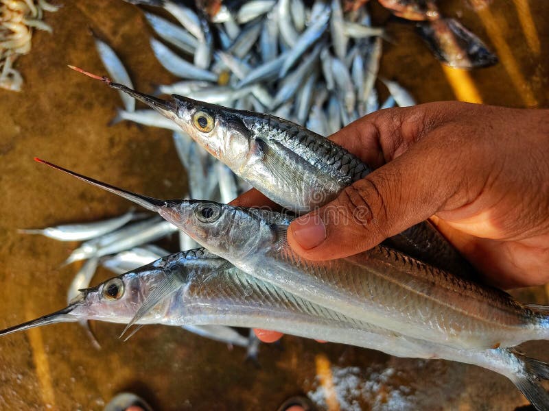 Bunch of Halfbeak Needle Fish in Hand Strogylura Spipe Fish Stock Photo ...