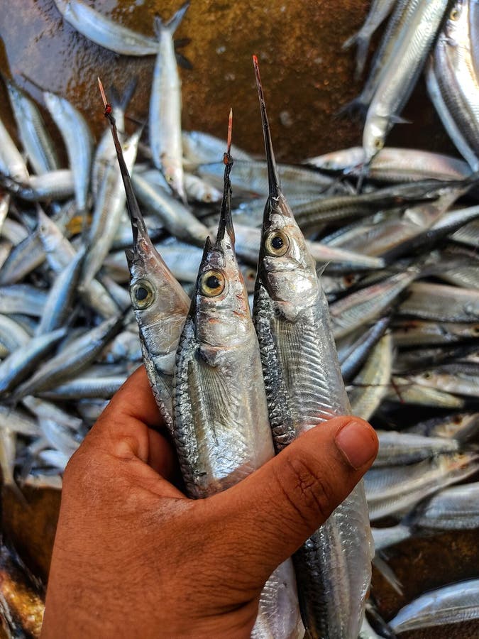 Bunch of Halfbeak Needle Fish in Hand Strogylura Spipe Fish Stock Image ...