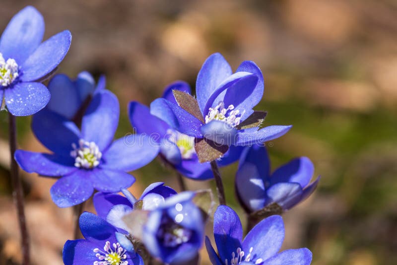 Bunch of Hepatica flowers stock photo. Image of bundle - 65495100