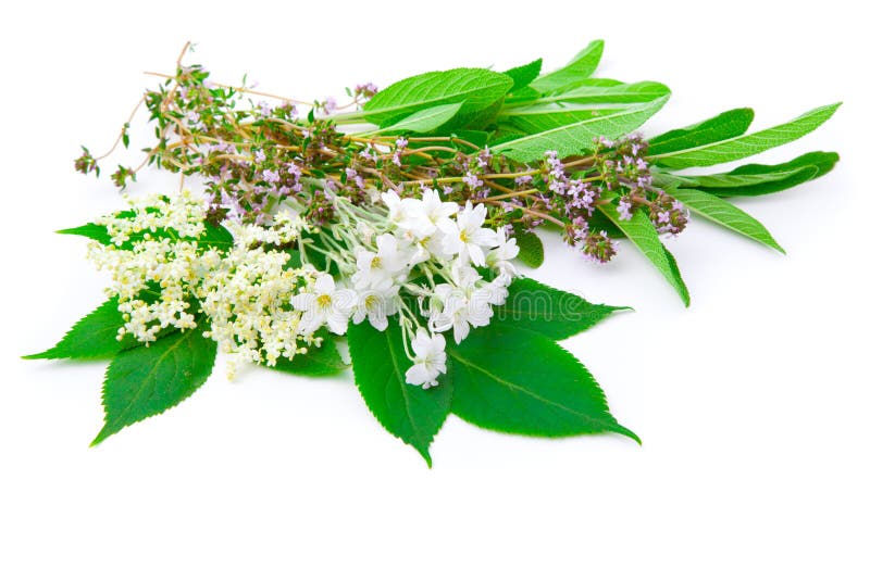 Elder flower stock photo. Image of botanical, elder, wild - 32750342