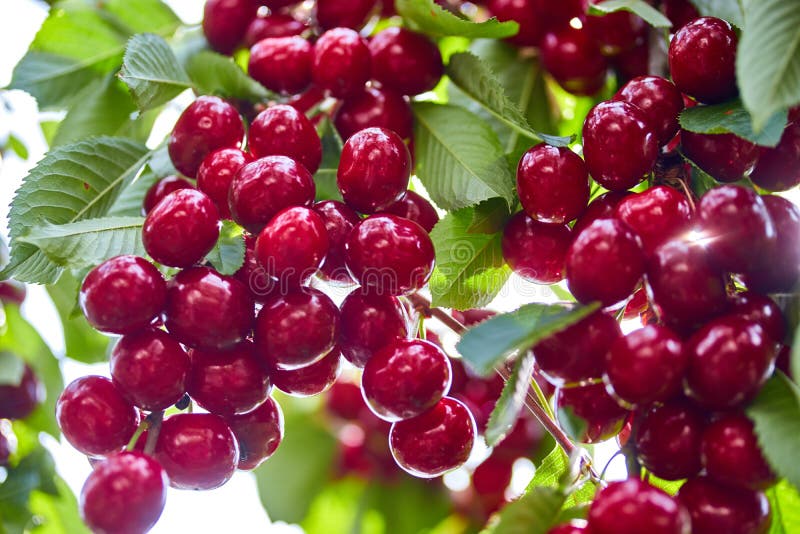 Bunch of Huge Appetizing Red Cherries on a Tree Stock Image - Image of ...