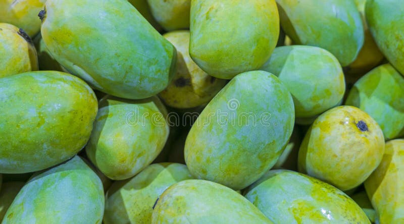 Mangokesari Stock Photos - Free & Royalty-Free Stock Photos from Dreamstime