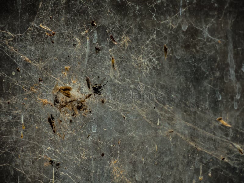 A Bunch of Insect Stuck in a Spider`s Web Has Made an Abstract Pattern ...