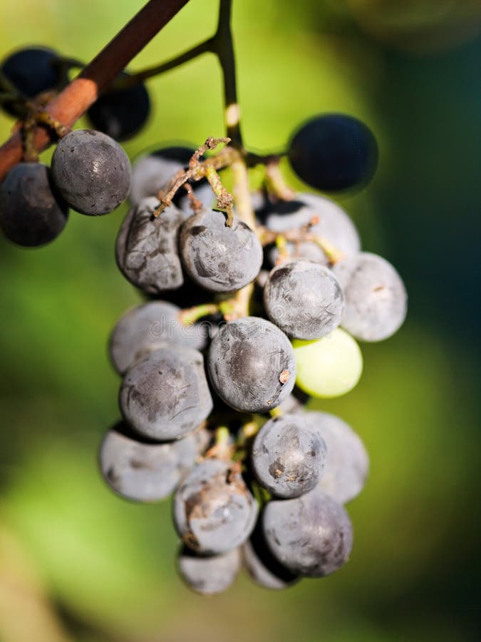 Bunch of Isabella Grapes in Vineyard Stock Photo - Image of fruit ...