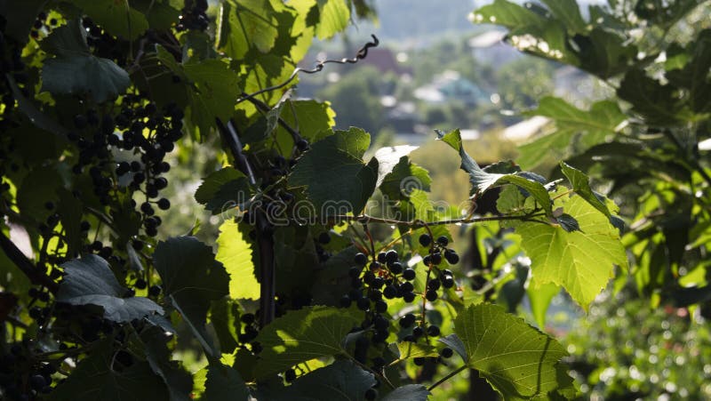 Bunch of Isabella Grapes in Vineyard Stock Image - Image of grape ...