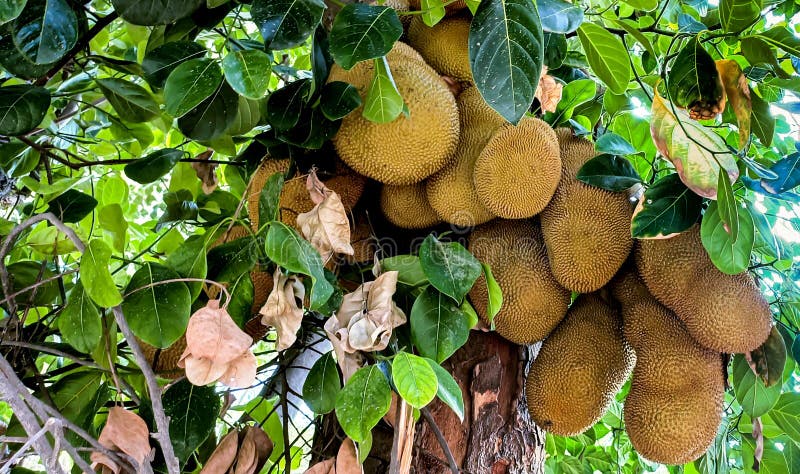 Bunch of Jack Fruits in Tree. Green Tropical Fruits in the Tree Stock ...