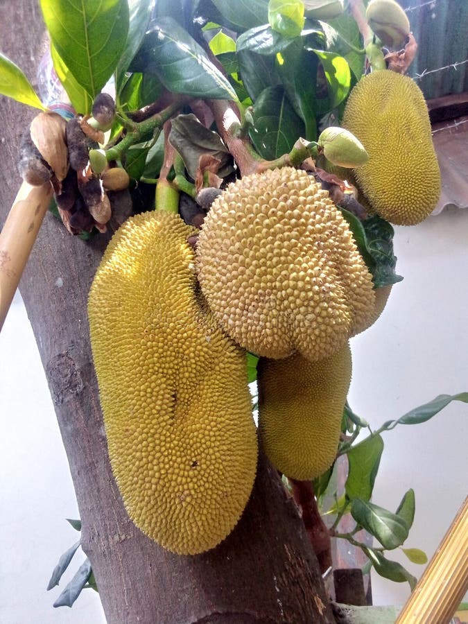 Bunch of Jackfruit stock photo. Image of evergreen, yellow - 291775140