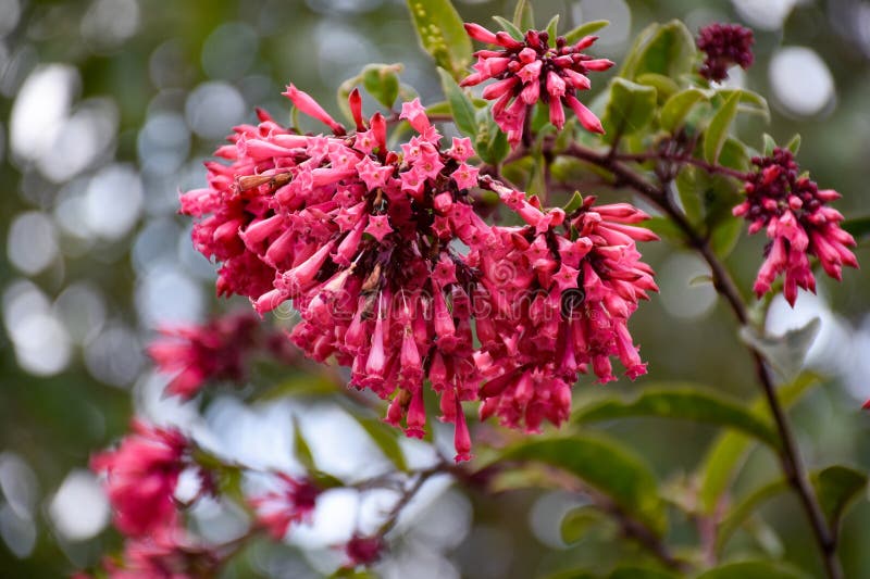 Bunch of Jessamine Red Cestrum Flower Stock Image - Image of flowered ...