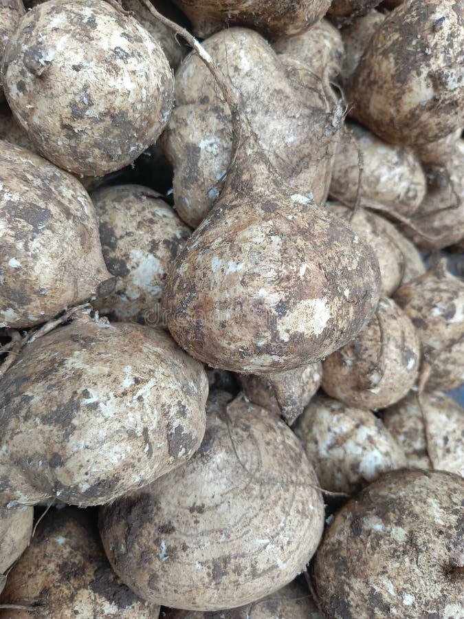 A Bunch of Jicama Roots. the Jicama are Piled High and are of Various ...