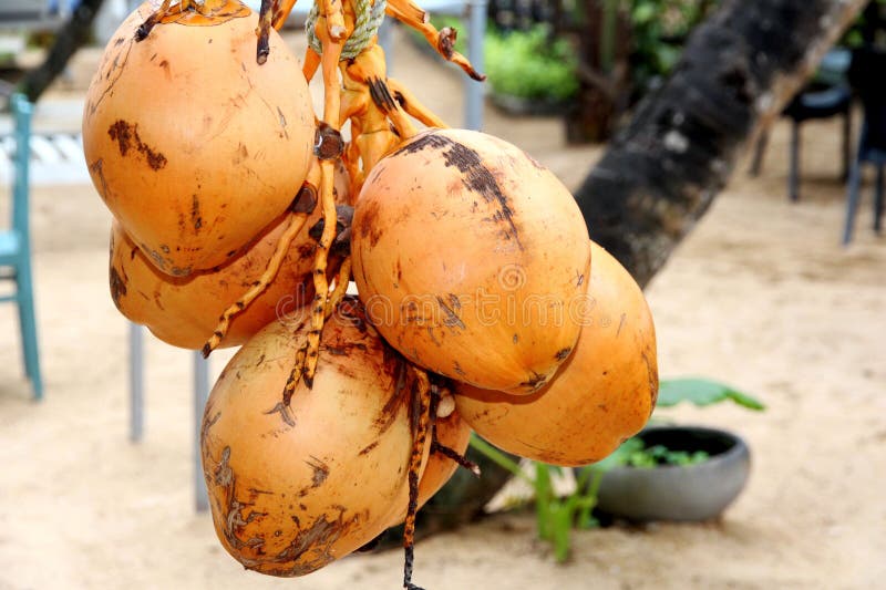 A Bunch of King Coconuts Hangs on a Tropical Beach. Refreshing Coconut ...