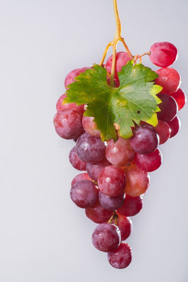 Bunch of Large Organic Table Grapes Red Globe Stock Image - Image of ...