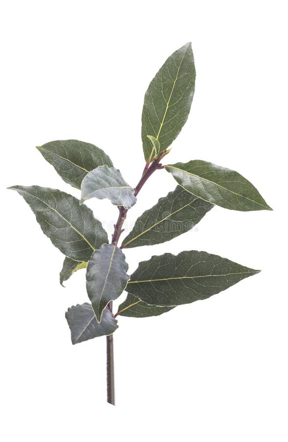 Bunch of Laurel Branches with Leaves Stock Image - Image of laurel ...
