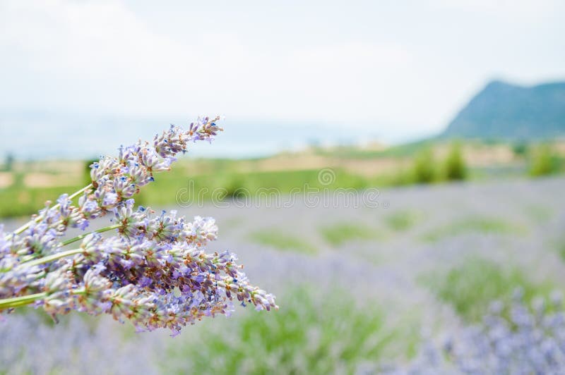 Bunch of lavander stock photo. Image of land, cultivation - 75670246