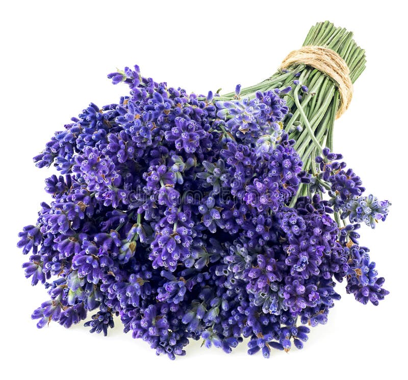 Bunch of Lavender Flowers Isolated on White Background. Lavender Flower ...