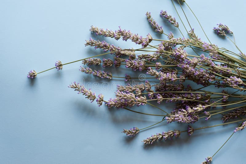 Bunch of Lavender Flowers on a Light Blue Background Stock Image ...
