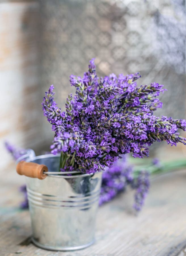 Bunch of lavender flowers stock photo. Image of lavender - 74361670