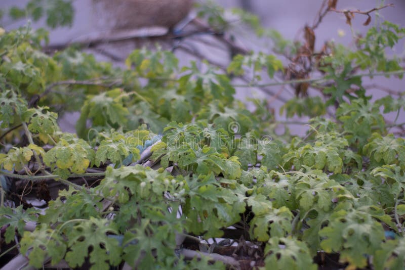 A bunch of leaves stock image. Image of nature, herb - 253878103